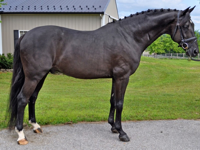 Stallion Directory - KWPN-NA