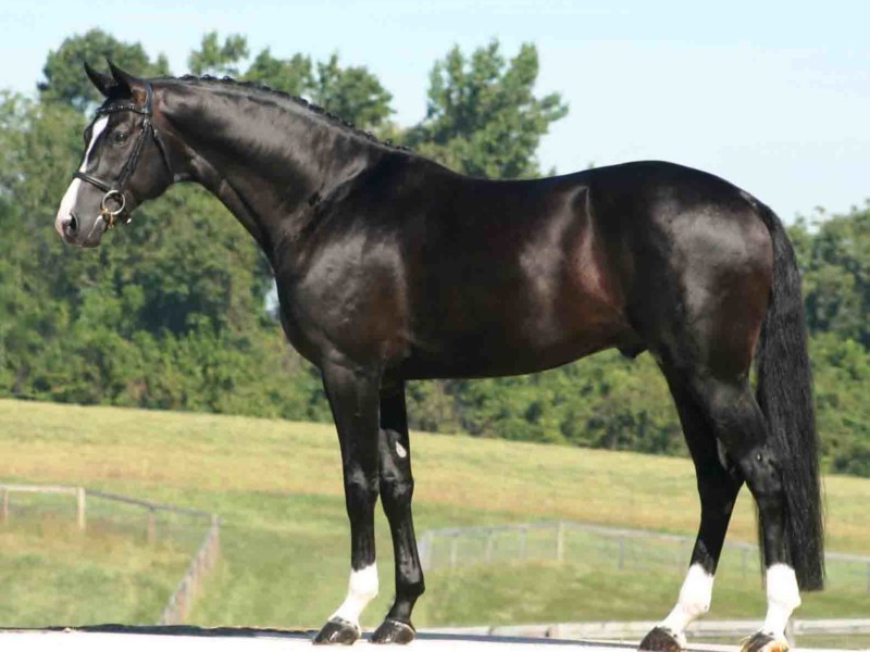 Stallion Directory - KWPN-NA