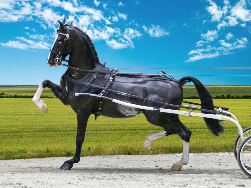 Stallion Directory - KWPN-NA