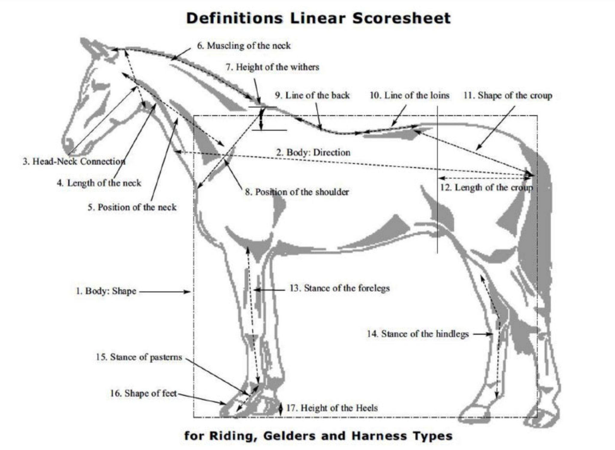 Linear Scoring - KWPN-NA