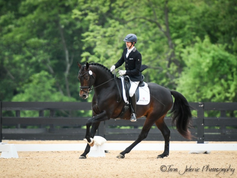 Stallion Directory - KWPN-NA