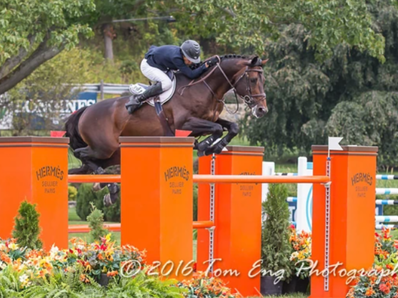 Stallion Directory - KWPN-NA