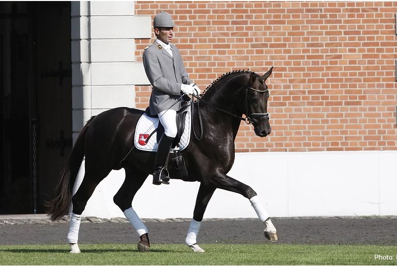 Stallion Directory - KWPN-NA