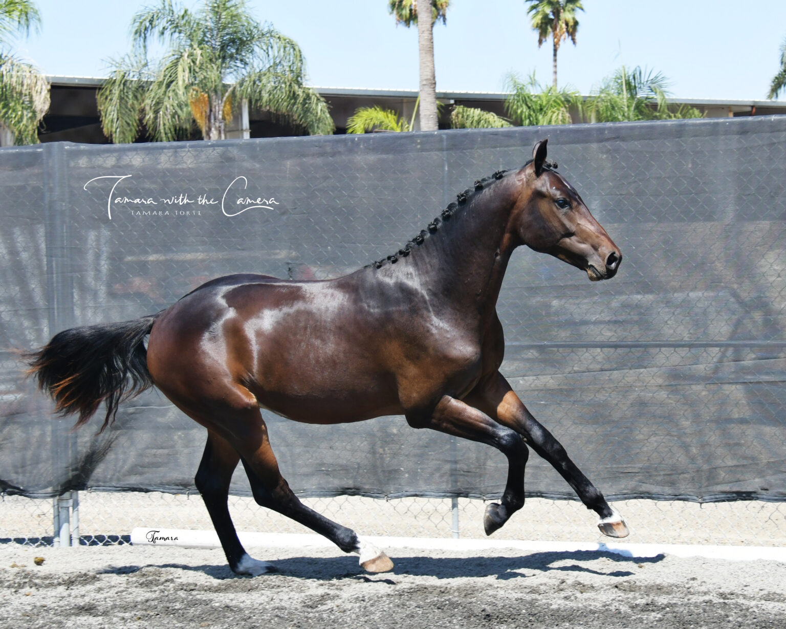 2023 KWPN-NA Foal and Yearling Futurity RESULTS! - KWPN-NA