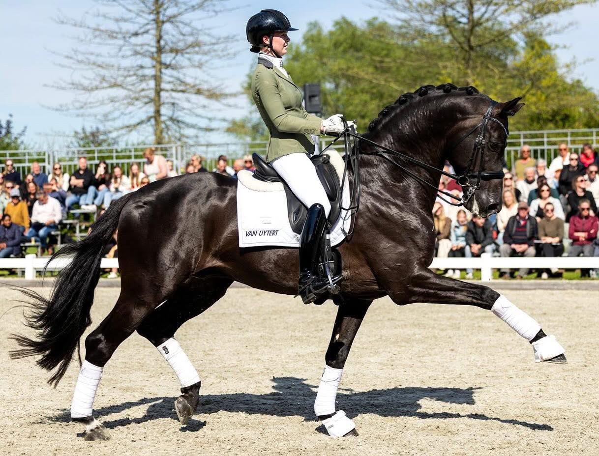 One Million - KWPN-NA